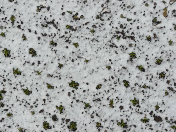frozen ground texture 0042 - Texturelib